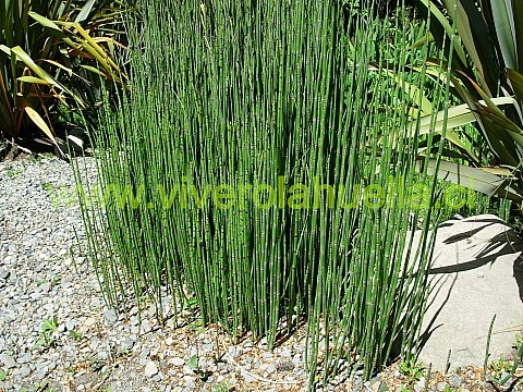 Ficha Técnica de la PLanta