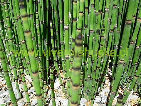 Ficha Técnica de la PLanta