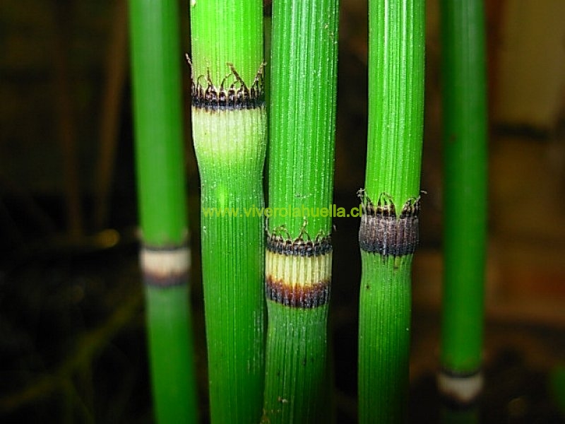 Ficha Técnica de la PLanta