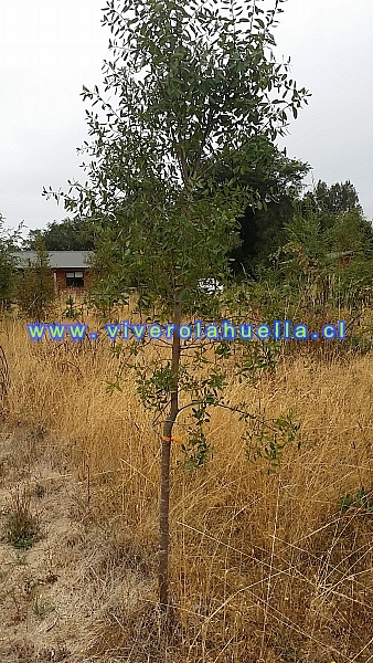 Ficha Técnica de la PLanta