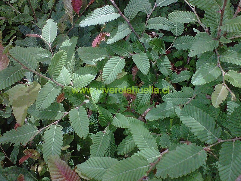 Ficha Técnica de la PLanta