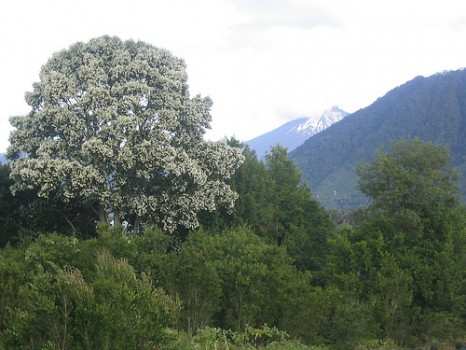 Ficha Técnica de la PLanta