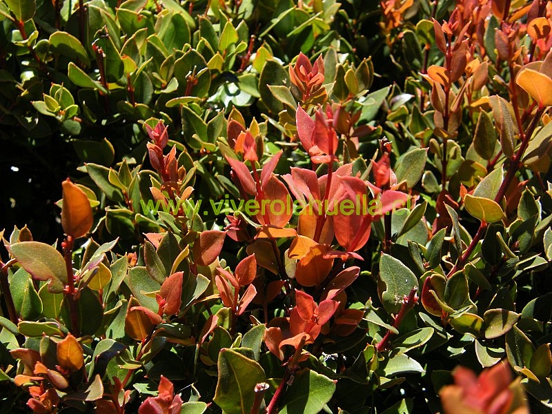 Ficha Técnica de la PLanta